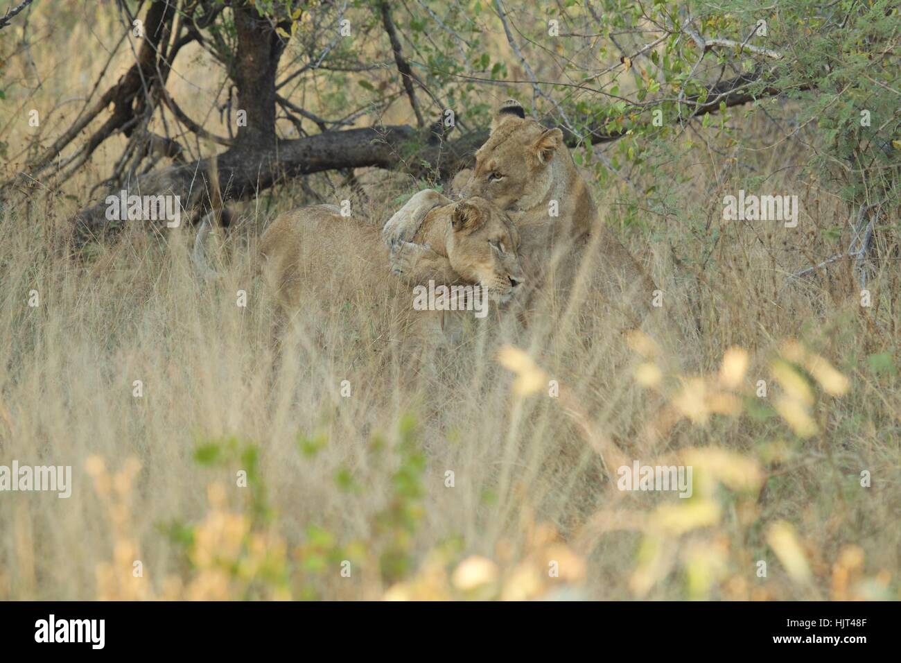 Lion and lioness fighting hi-res stock photography and images - Alamy