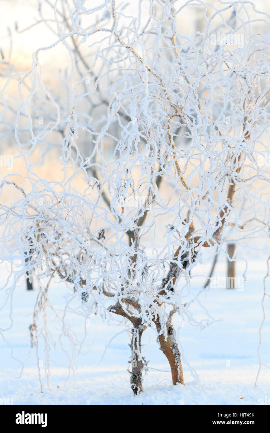 Cold winter day, beautiful hoarfrost and rime on trees Stock Photo - Alamy
