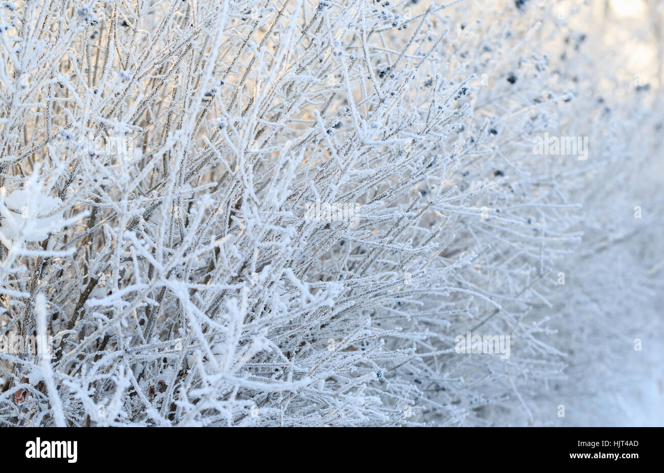 Cold winter day, beautiful hoarfrost and rime on trees Stock Photo - Alamy