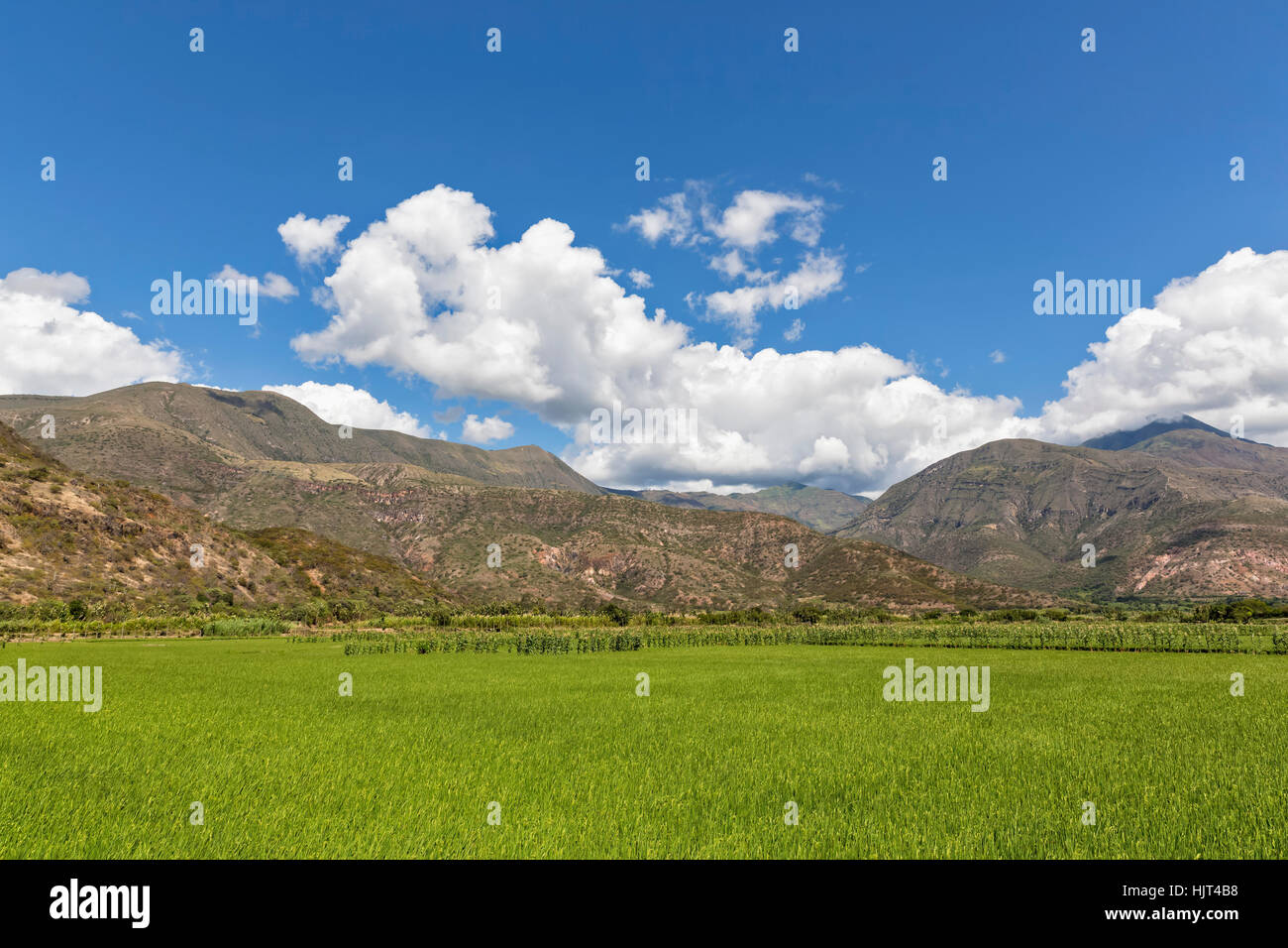 Peru, Province of Jaen, paddy fields at Rio Huancabamba Stock Photo - Alamy