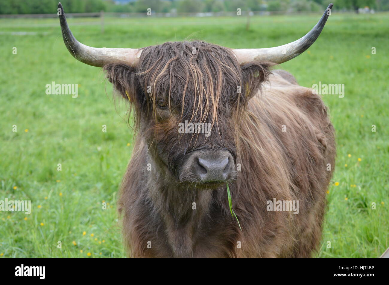 cow, bovine, scottish, drab, gaelic, shaggy, meadow, cow, bovine ...