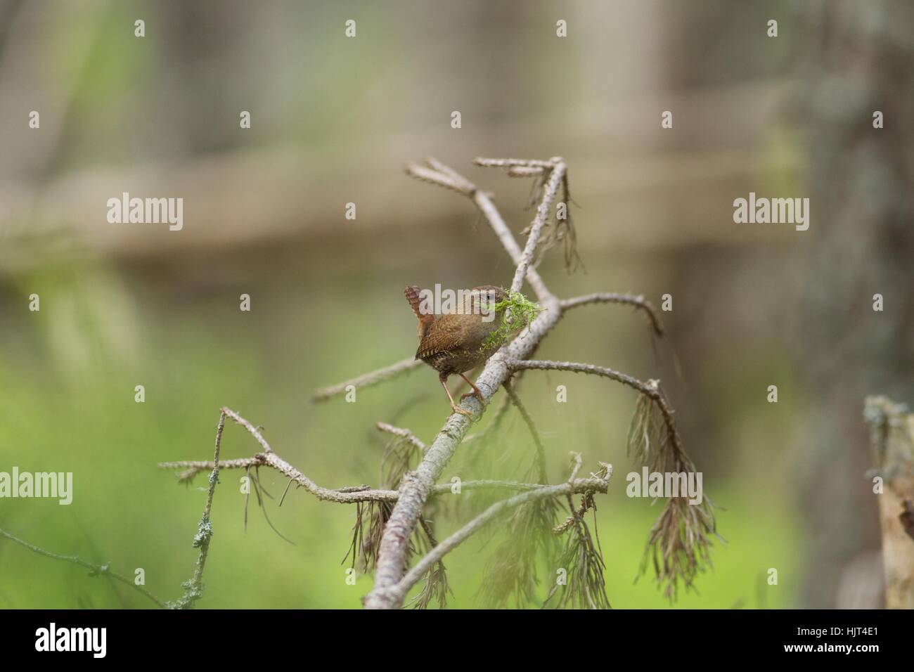 Wren carrying nesting material, Scottish Highlands Stock Photo - Alamy
