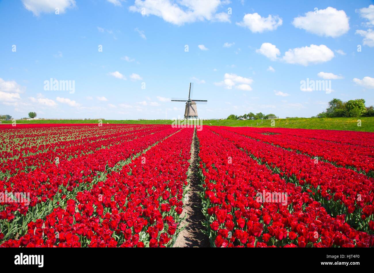 historical, monument, colour, garden, flower, plant, agriculture ...