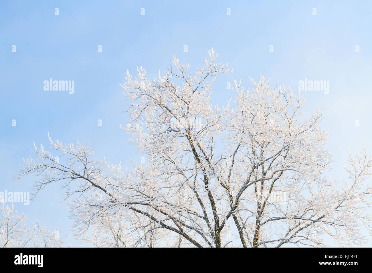 Cold winter day, beautiful hoarfrost and rime on trees Stock Photo - Alamy