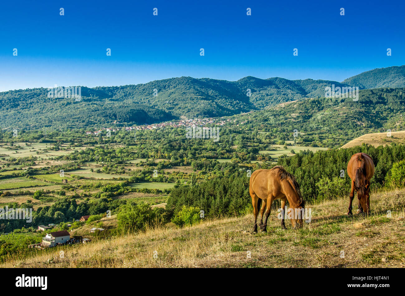 Horses in Nature with mountains in Background Stock Photo - Alamy