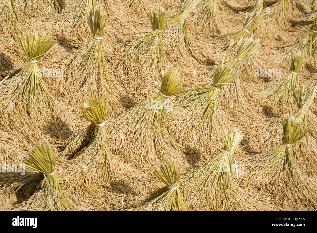asia, agriculture, farming, field, indonesia, harvest, farm, farmer ...