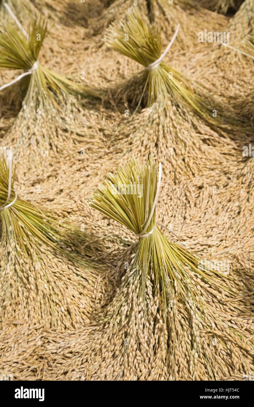 asia, agriculture, farming, field, indonesia, harvest, farm, farmer ...