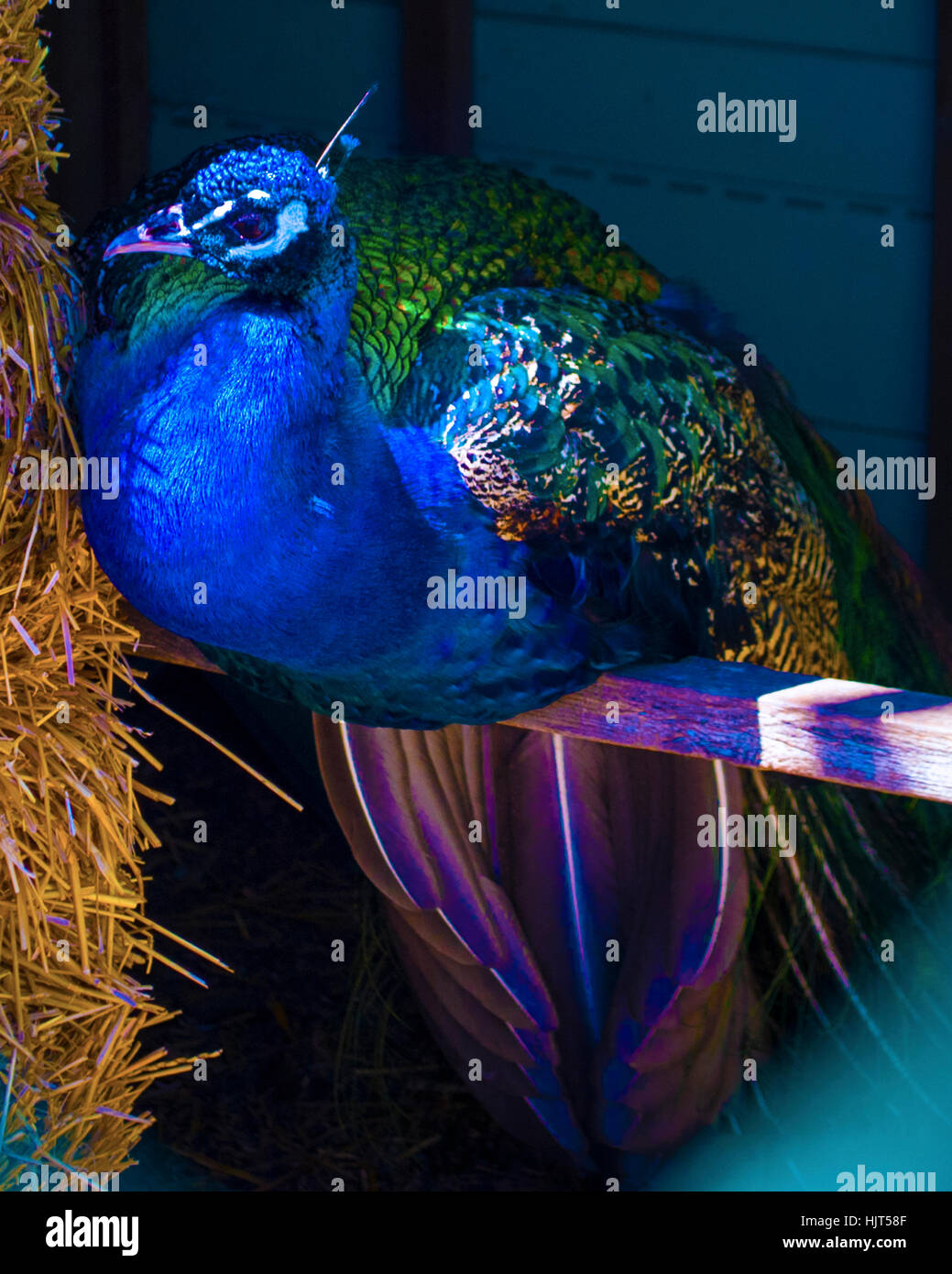 Peacock nest hi-res stock photography and images - Alamy