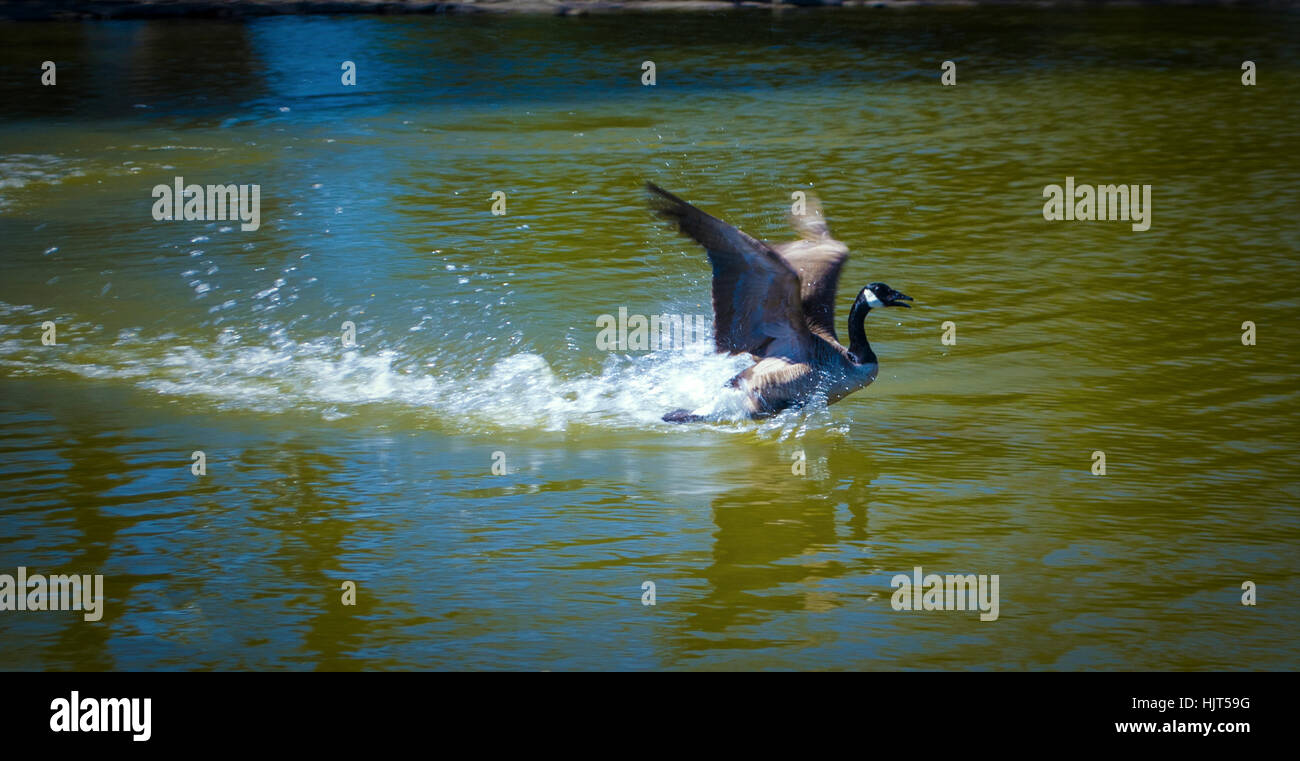 Goose dance hi-res stock photography and images - Alamy