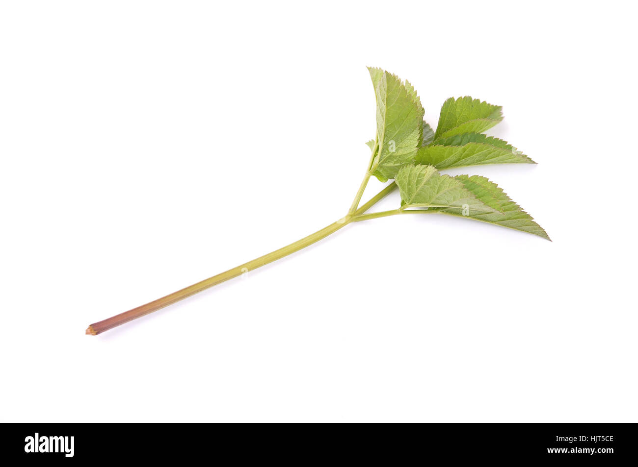 Giersch hi-res stock photography and images - Alamy