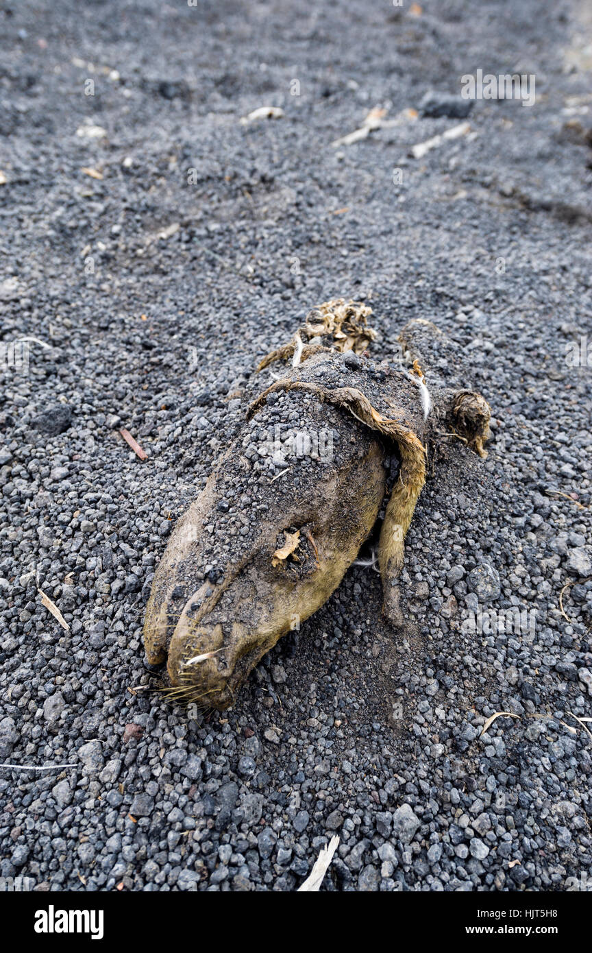 Mummified head hi-res stock photography and images - Alamy