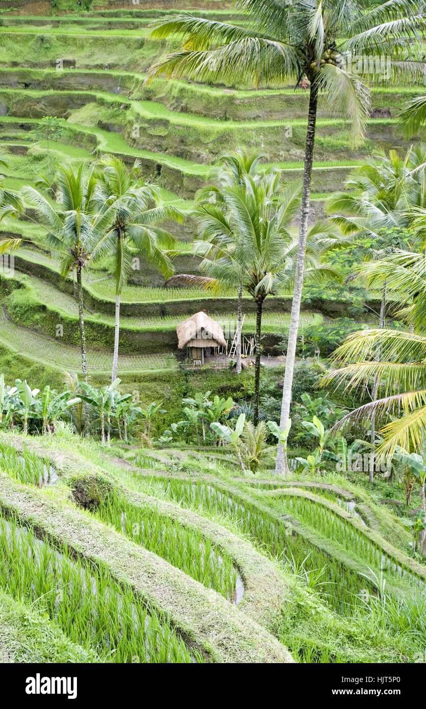 hill, asia, agriculture, farming, field, bali, indonesia, farm ...