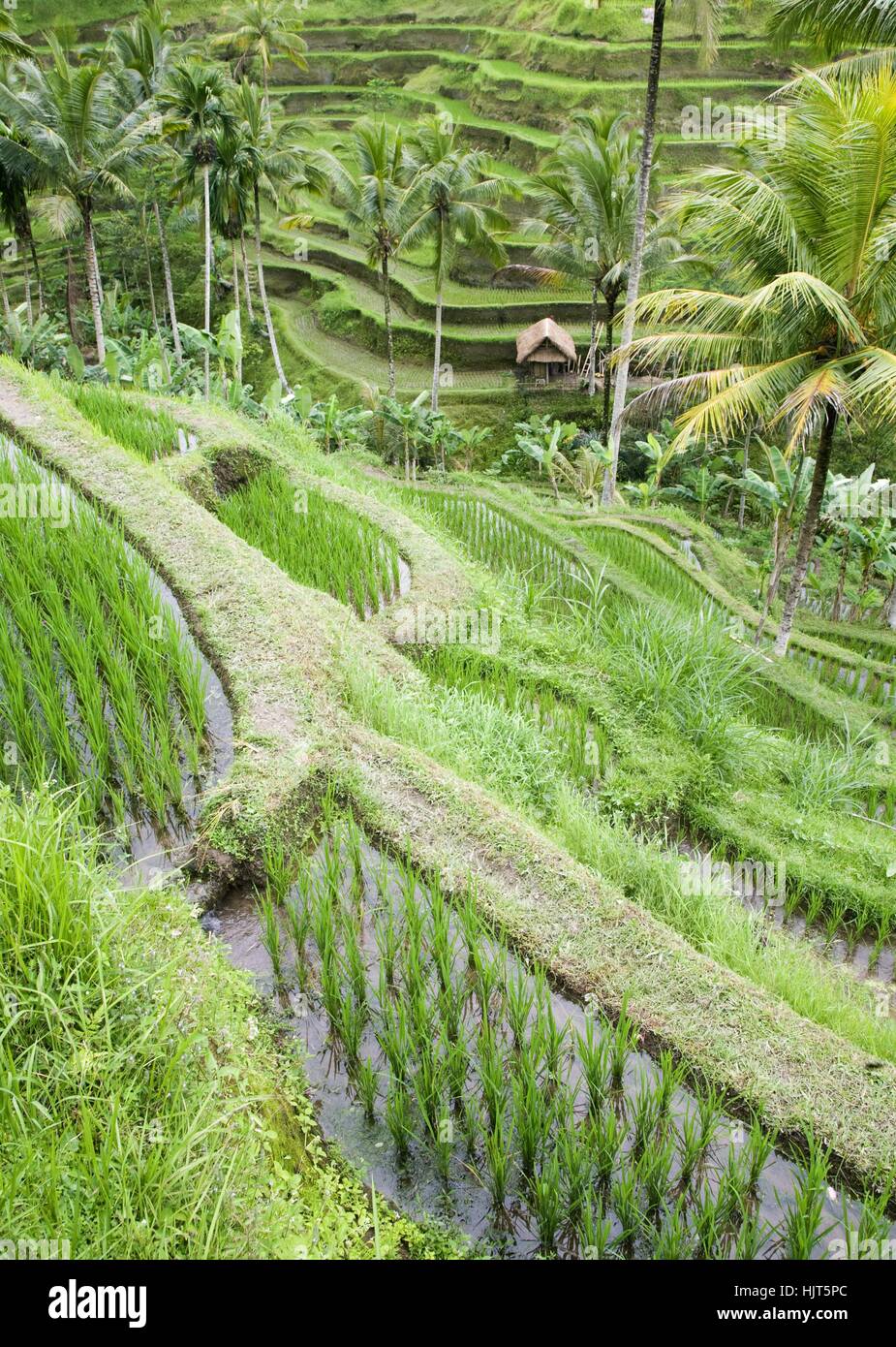 hill, asia, agriculture, farming, field, bali, indonesia, farm ...