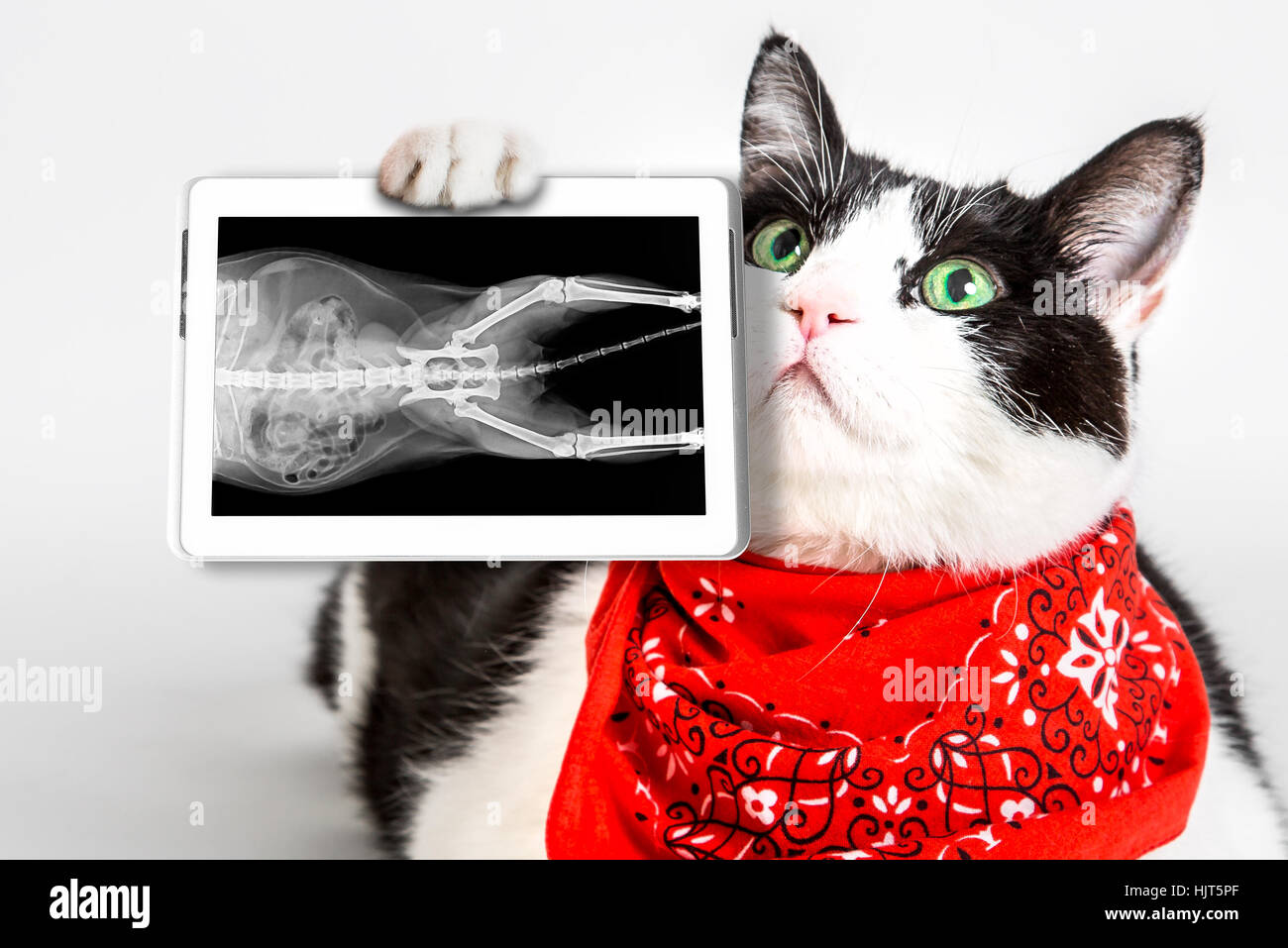 Cat with X-ray plate Stock Photo - Alamy