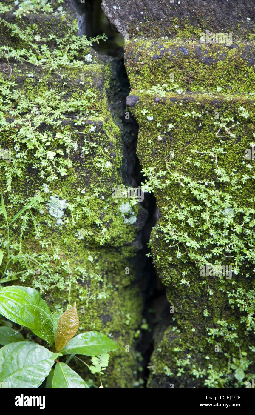 wall, broken, decay, outside, moss, covered, crack, fissured, cracked ...