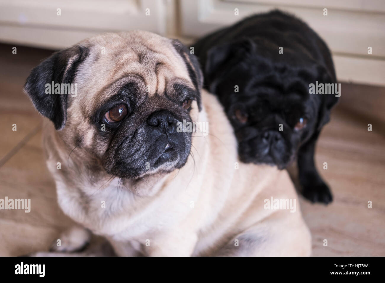 Two pugs hi-res stock photography and images - Alamy