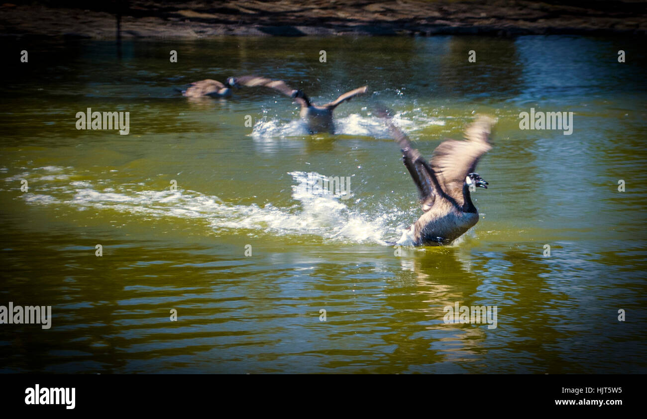 Duck chase hi-res stock photography and images - Alamy