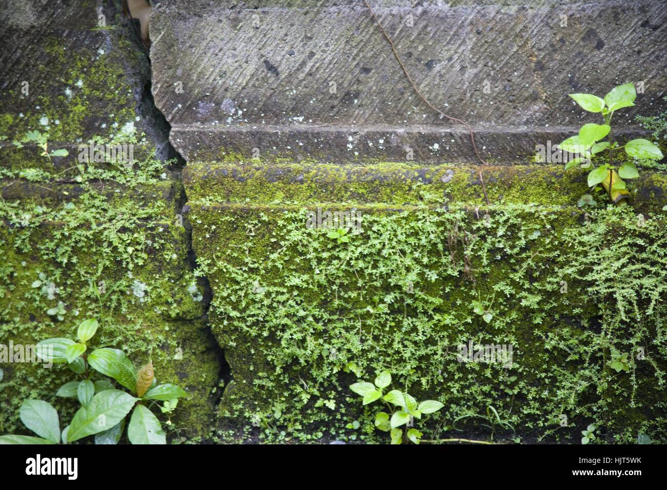wall, broken, decay, outside, moss, covered, crack, fissured, cracked ...