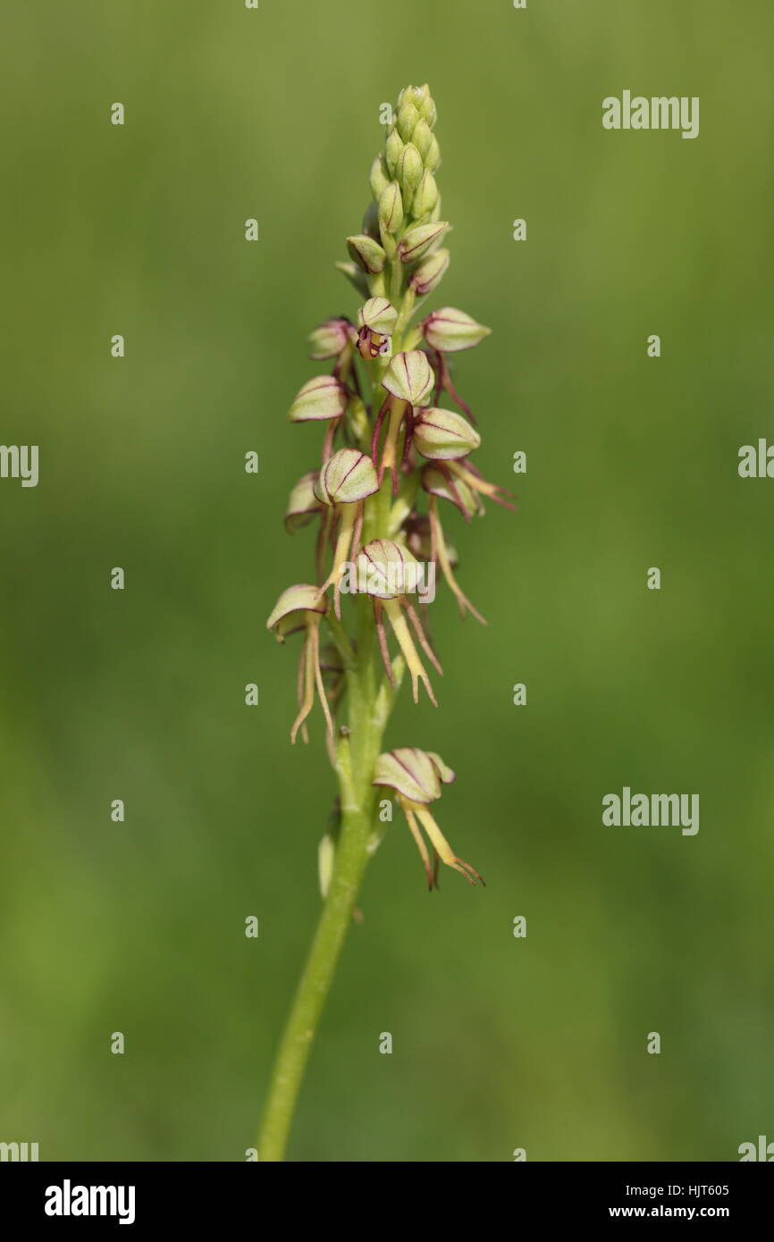 Man Orchid (Orchis anthropophora) - a rare, green and red orchid ...