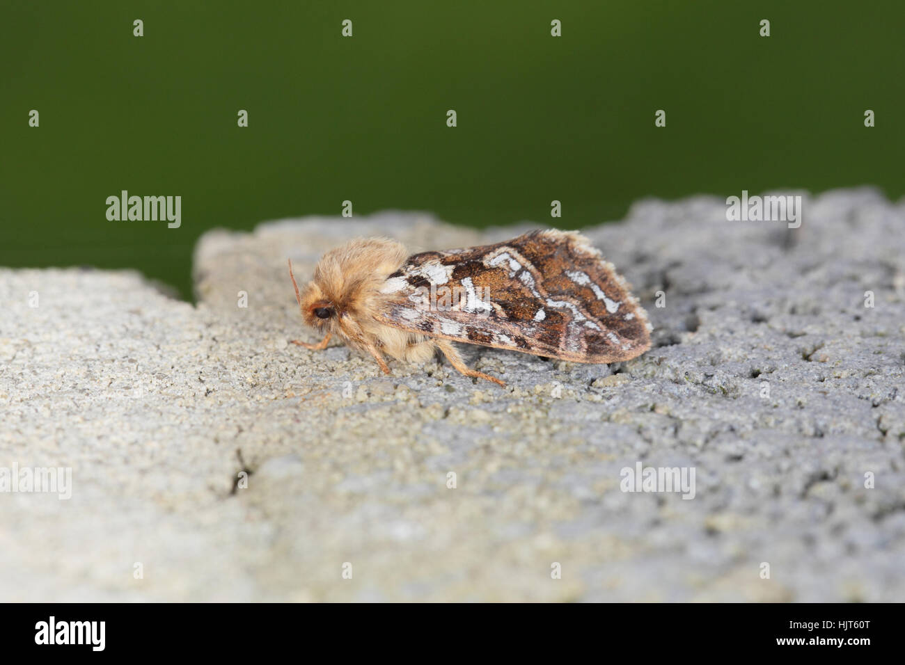 Map moth hi-res stock photography and images - Alamy