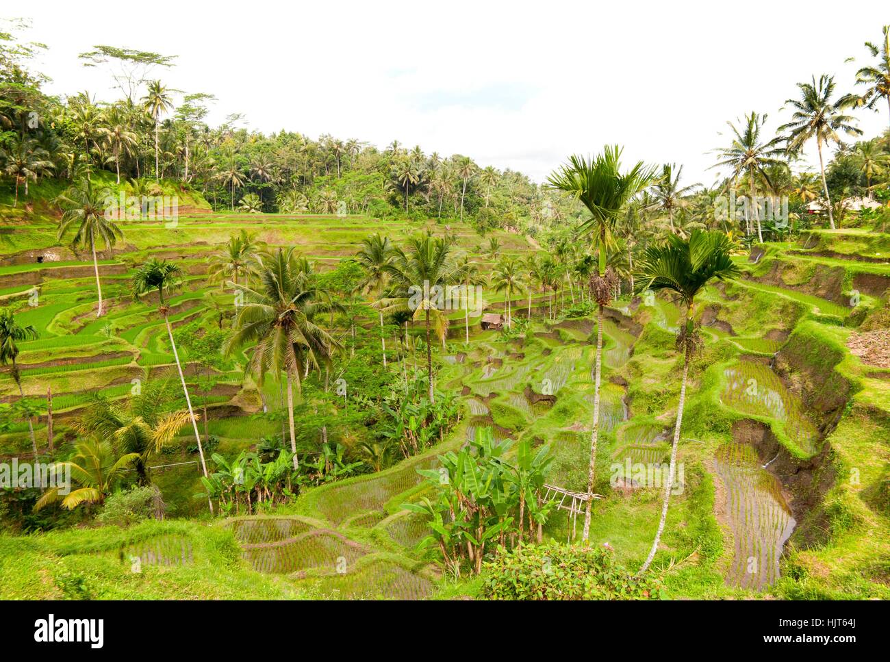 hill, asia, agriculture, farming, field, bali, indonesia, farm ...