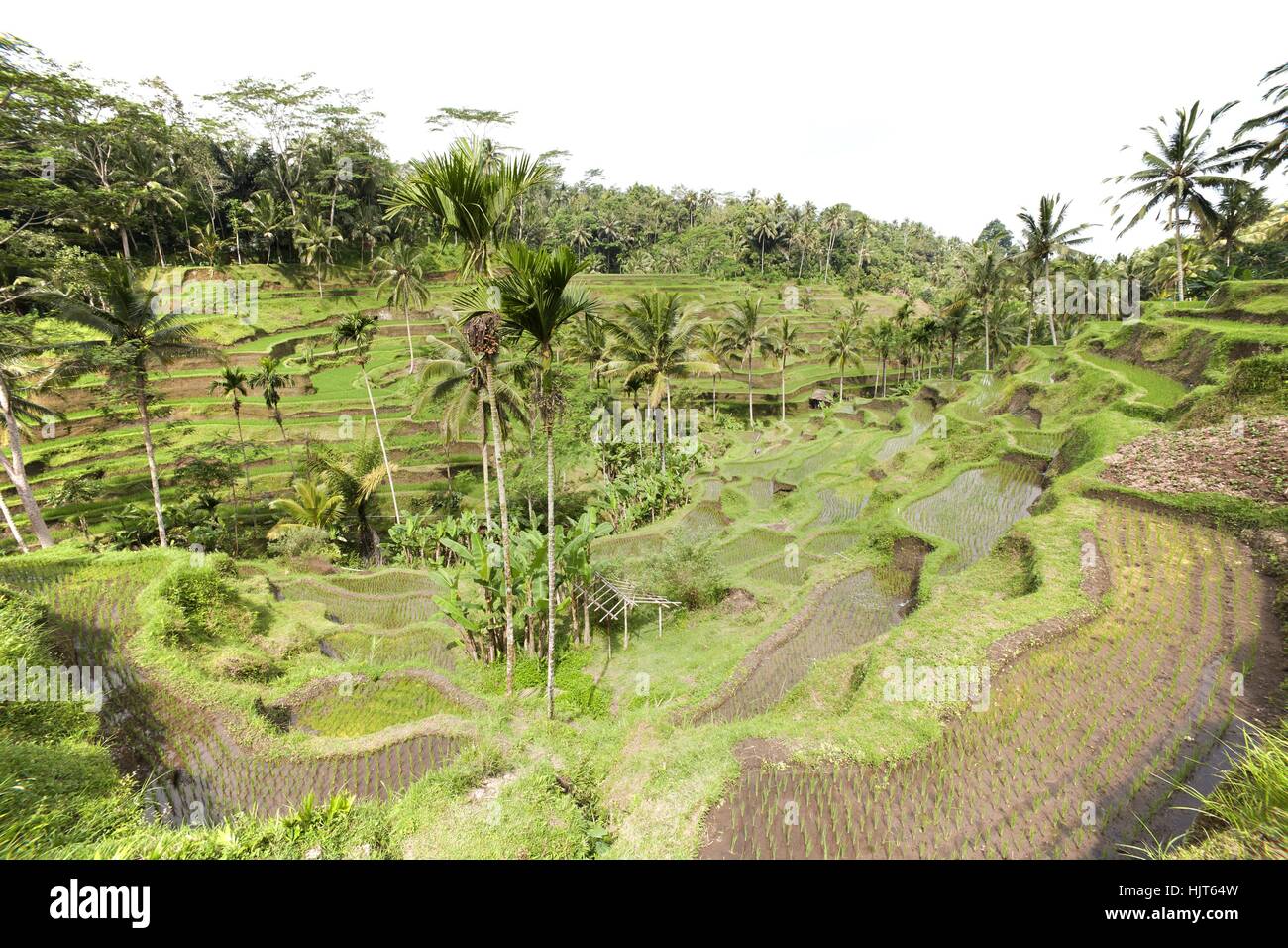 hill, asia, agriculture, farming, field, bali, indonesia, farm ...