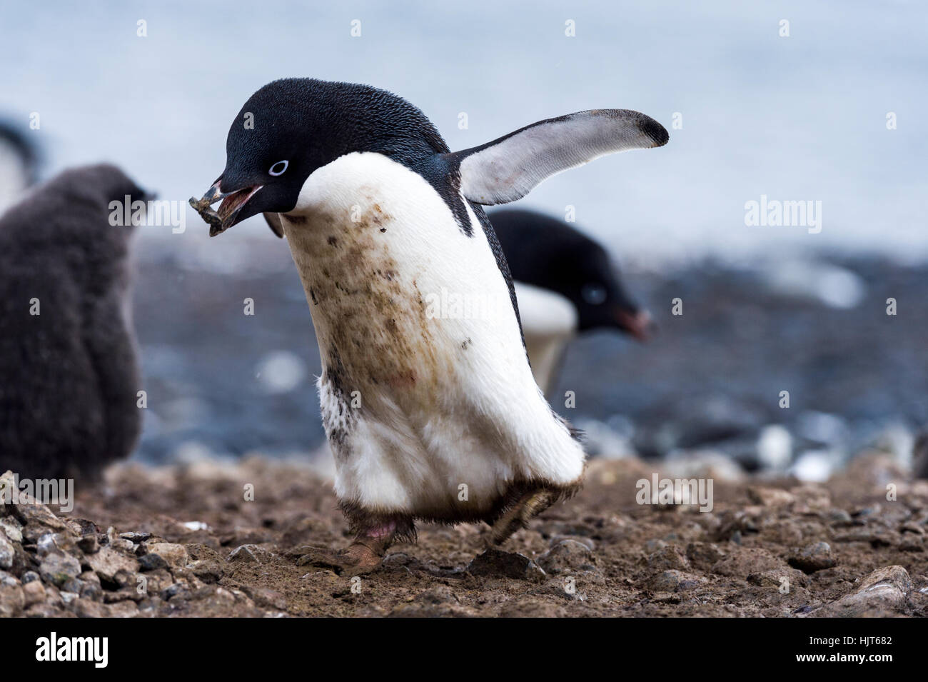 Antarctica beach stealing rock hi-res stock photography and images - Alamy