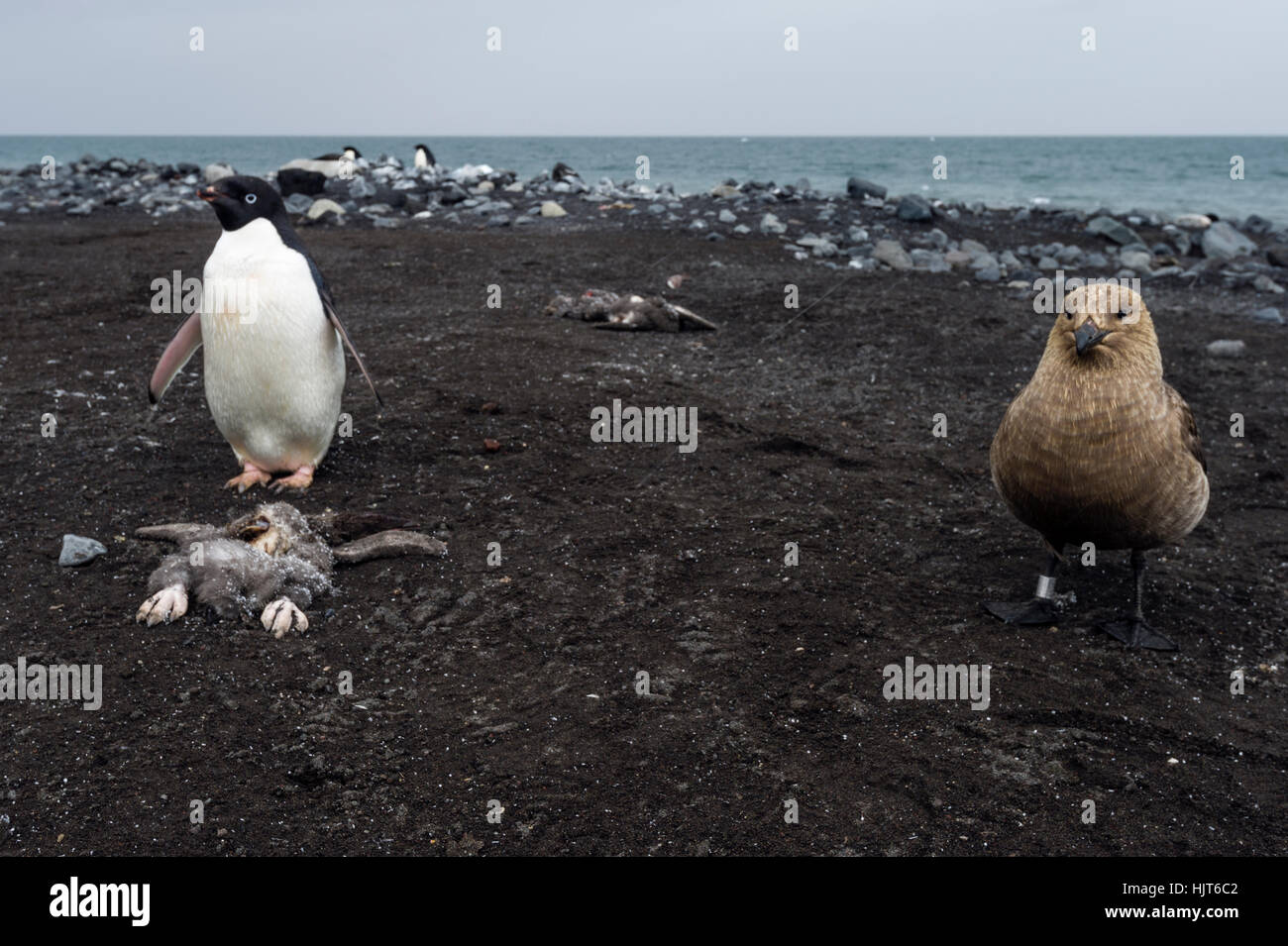 Dead penguin hi-res stock photography and images - Alamy