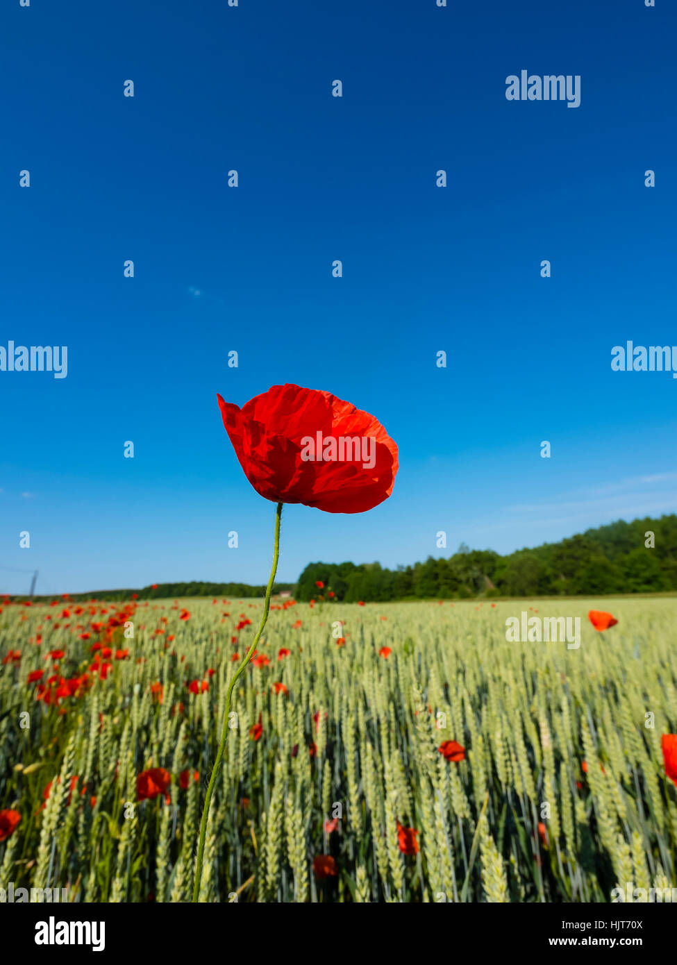 Poppy in field Stock Photo - Alamy