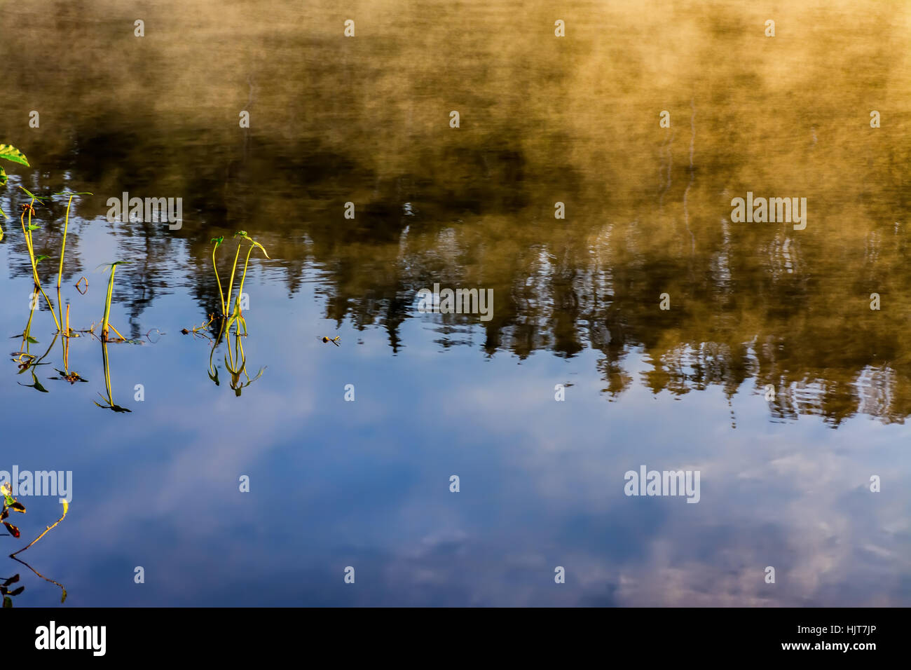 Morning mist on forest lake at dawn Stock Photo - Alamy