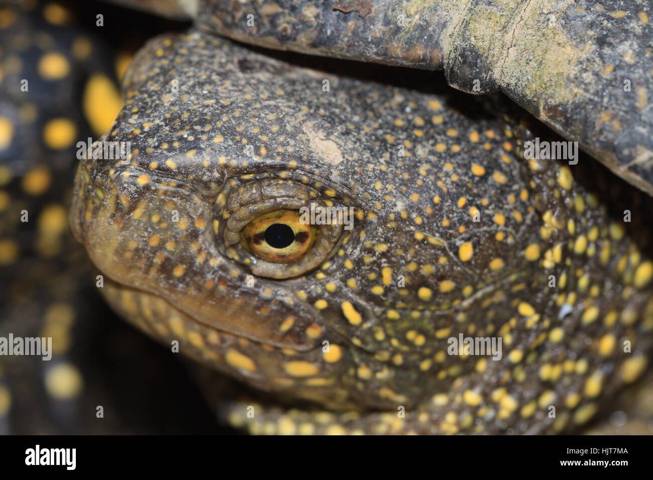 Snapping turtle skin close up hi-res stock photography and images - Alamy