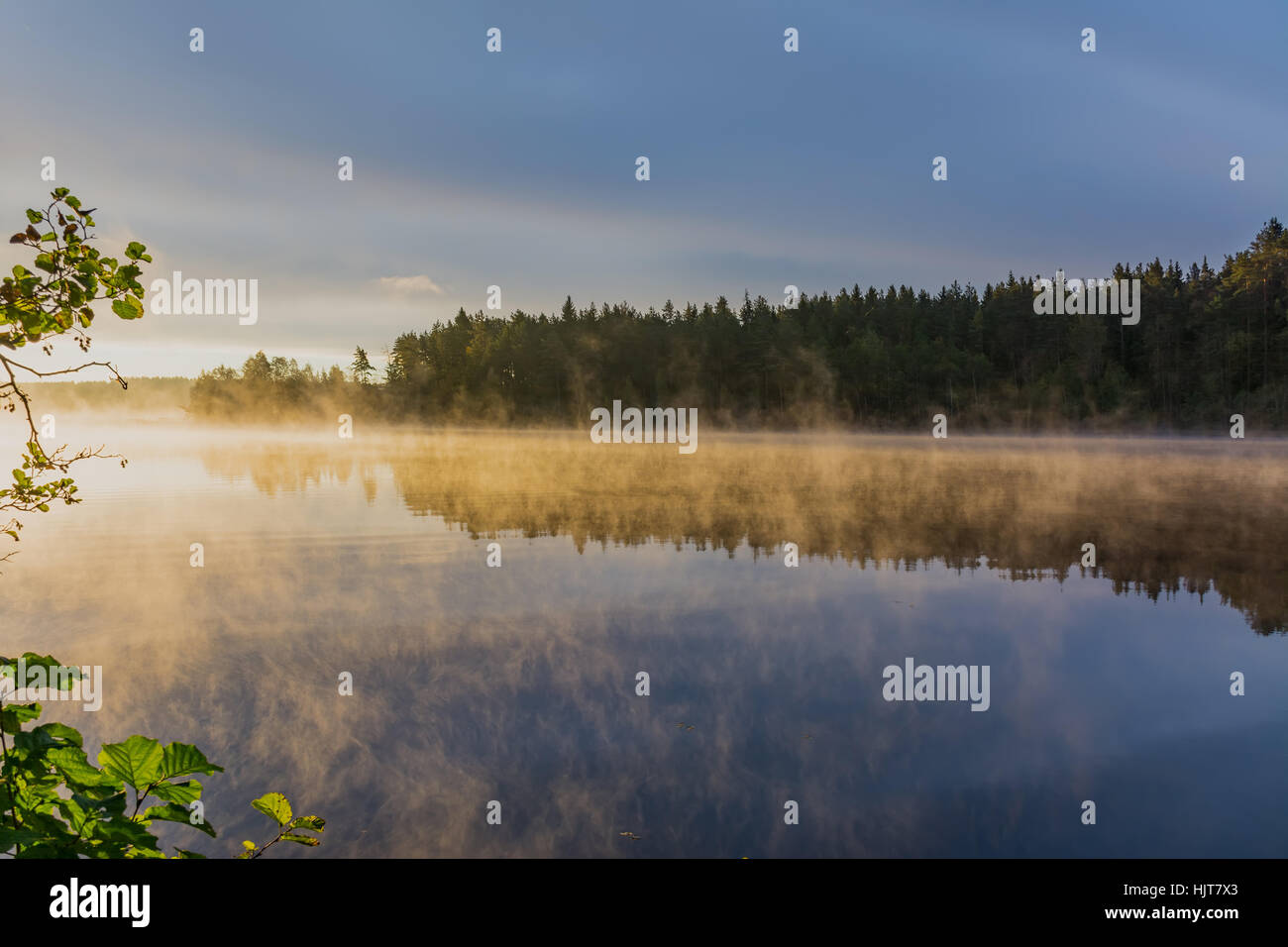 Morning mist on forest lake at dawn Stock Photo - Alamy