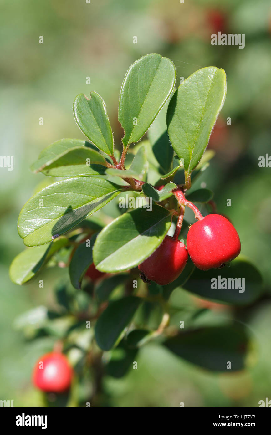 Shrub with red berries hi-res stock photography and images - Alamy