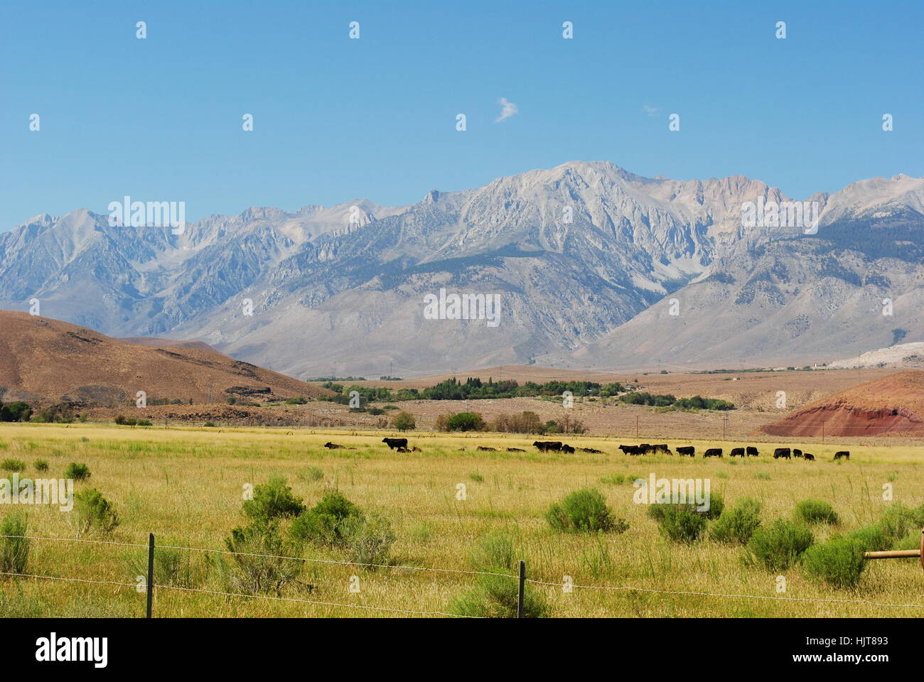 usa, california, scenery, countryside, nature, eco, mountains, animal ...
