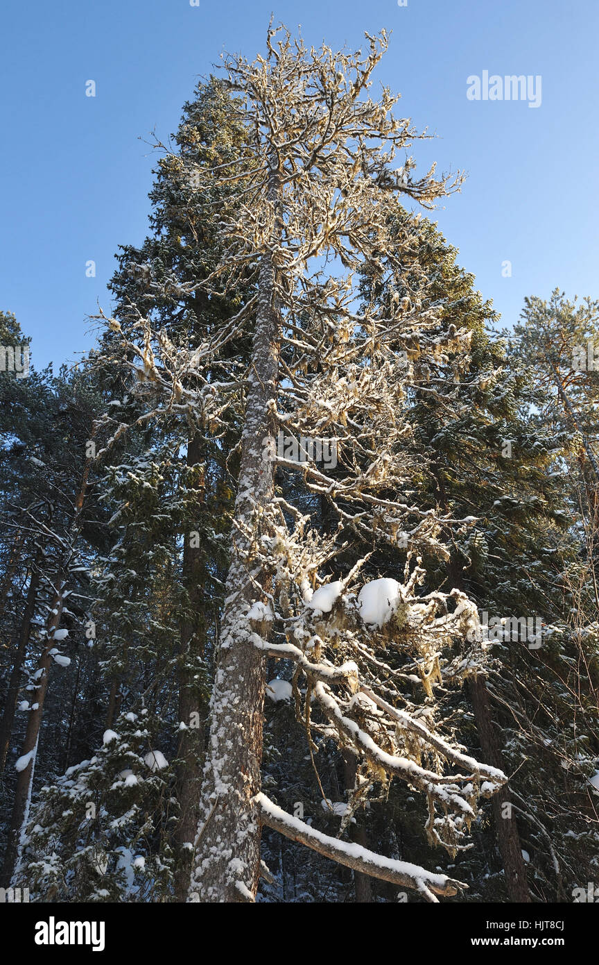 Old tall tree hi-res stock photography and images - Alamy