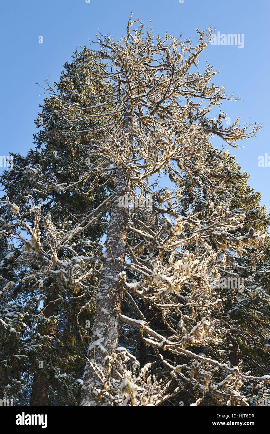 the old tall tree in a winter forest, covered with a layer of frost ...