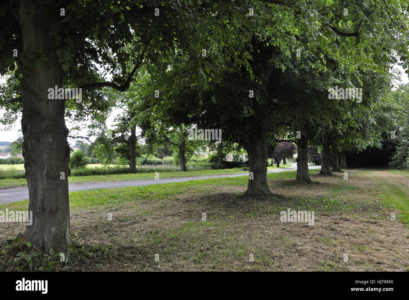 line of trees Stock Photo - Alamy