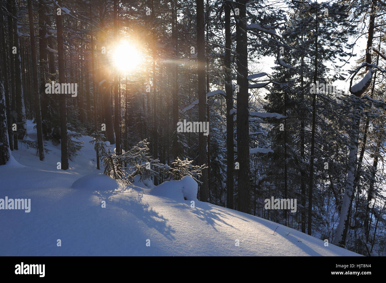 Small fir trees in a winter forest under a thick layer of snow with sun ...