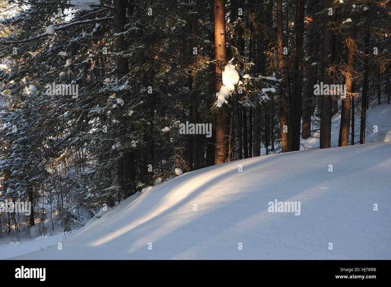Landscape of the wintery snow covered forest view with sun glare Stock ...