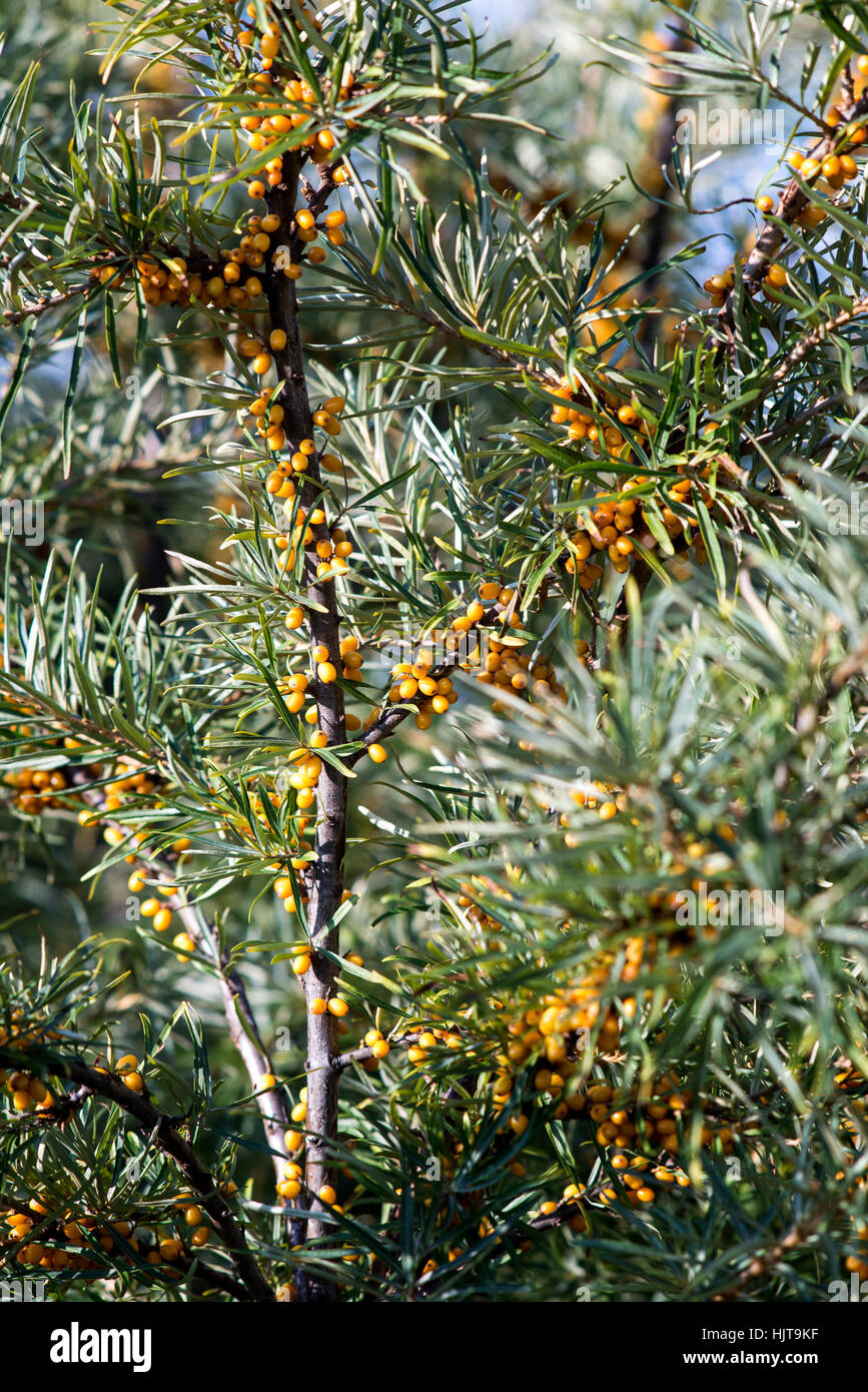 sea buck-thorn berries in autumn in countryside field Stock Photo - Alamy