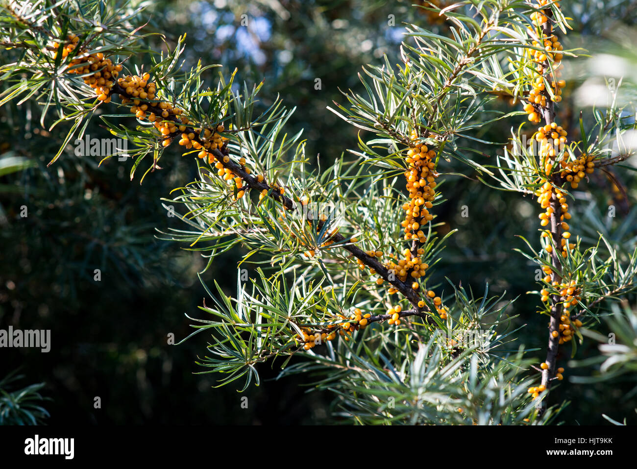 sea buck-thorn berries in autumn in countryside field Stock Photo - Alamy