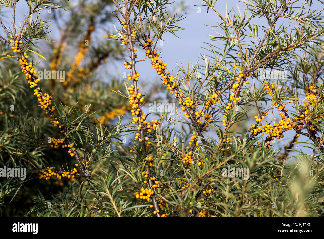 sea buck-thorn berries in autumn in countryside field Stock Photo - Alamy