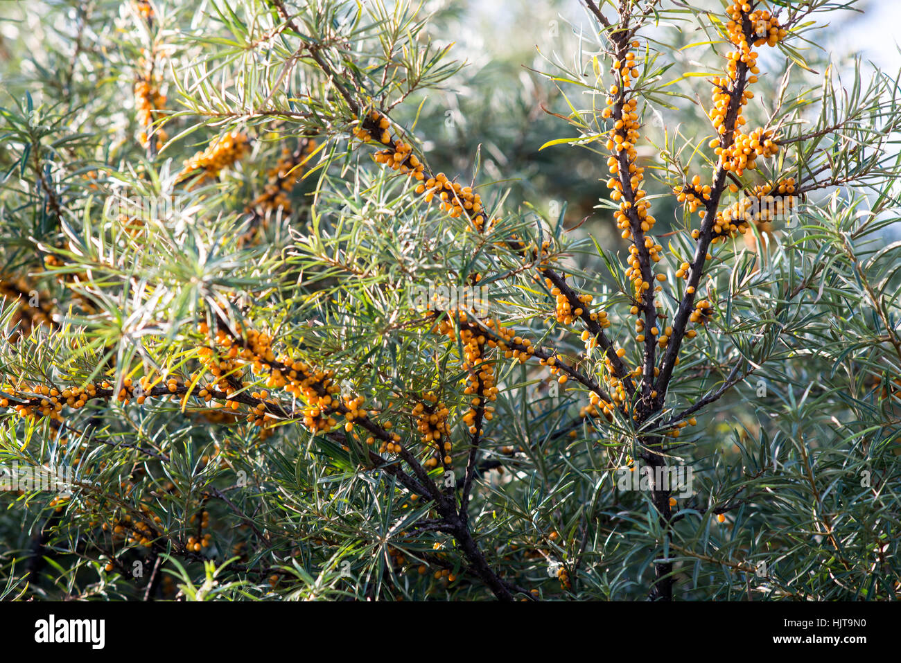 sea buck-thorn berries in autumn in countryside field Stock Photo - Alamy