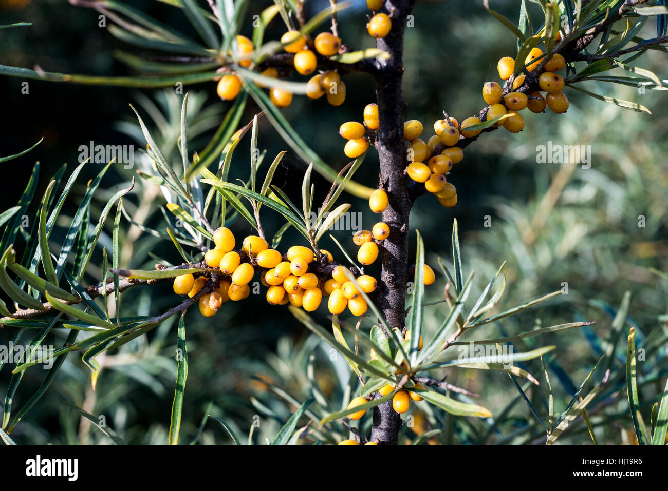 sea buck-thorn berries in autumn in countryside field Stock Photo - Alamy