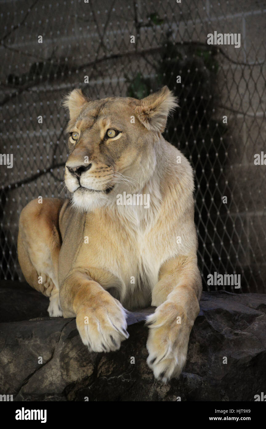 Confident lion hi-res stock photography and images - Alamy