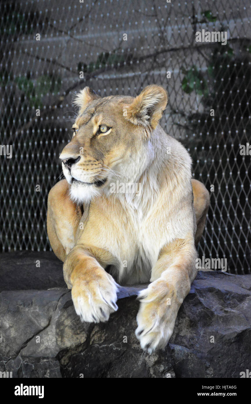 Confident lion hi-res stock photography and images - Alamy