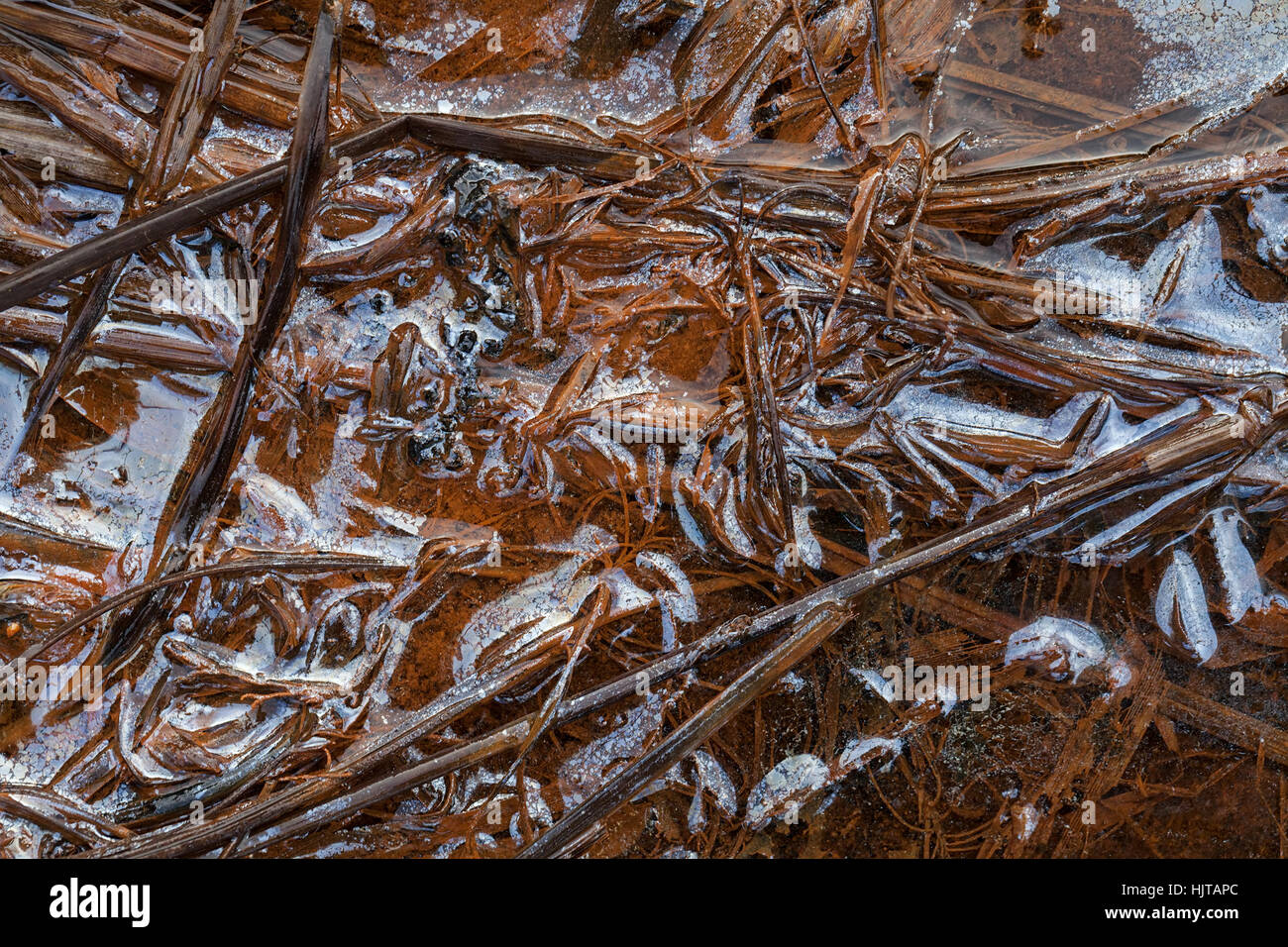part of the dark swamp with leaves and grass, note shallow depth of ...