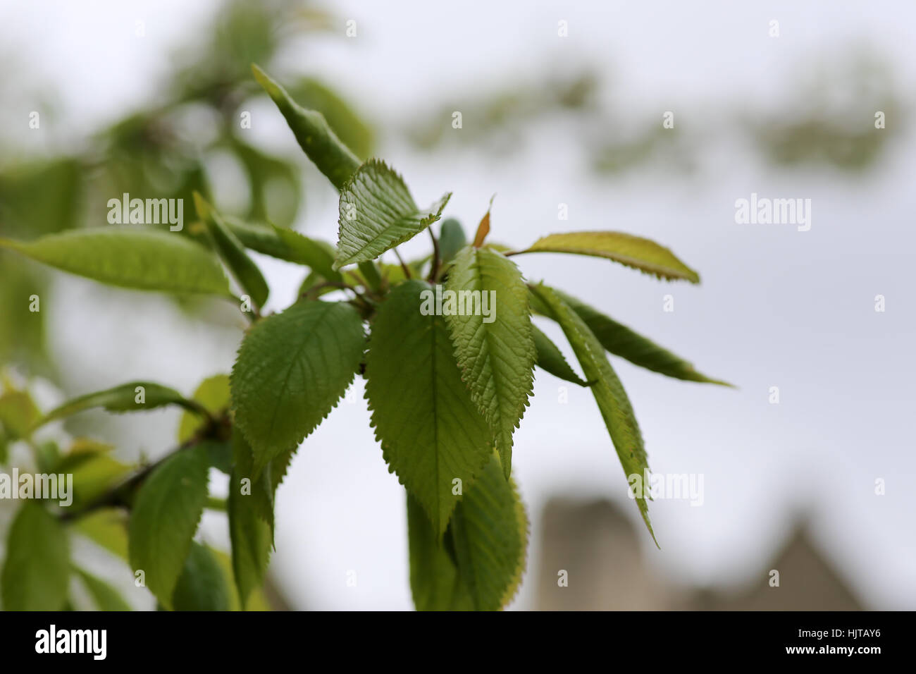 beautiful, beauteously, nice, leaf, environment, enviroment, colour ...