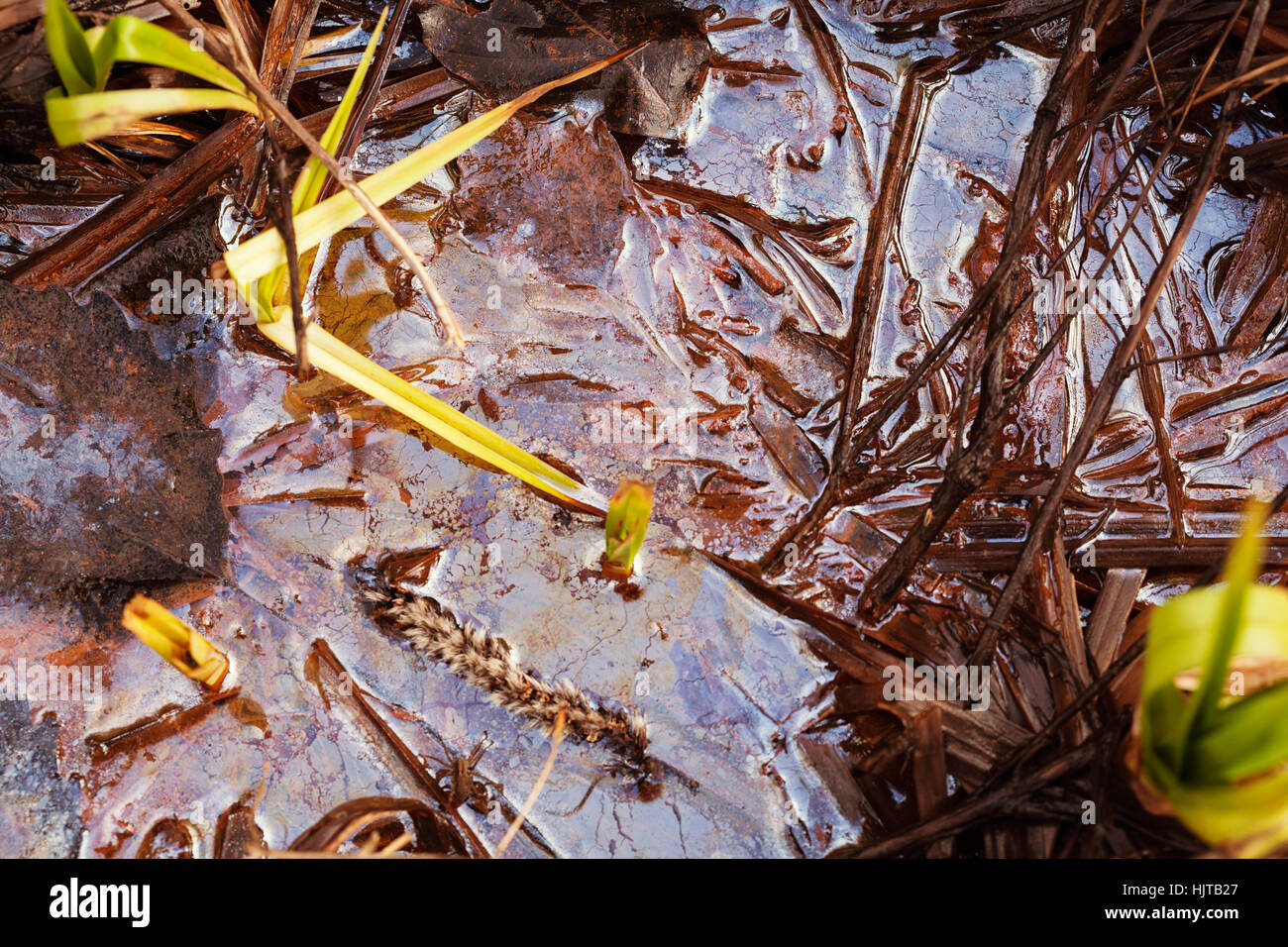 part of the dark swamp with leaves and grass, note shallow depth of ...