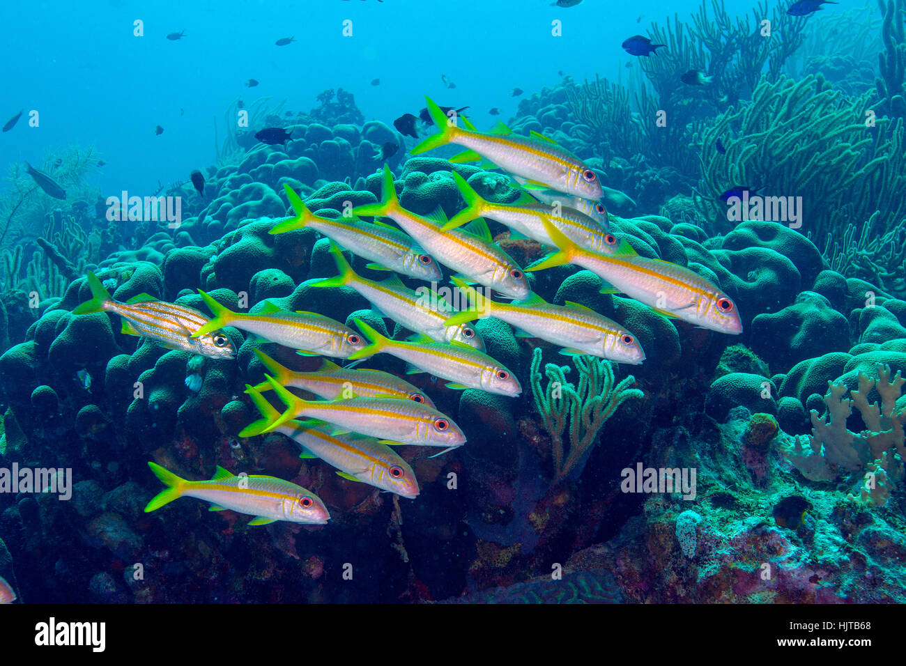 A school of Yellow goatfish, Mulloidichthys martinicus, swimming in a ...